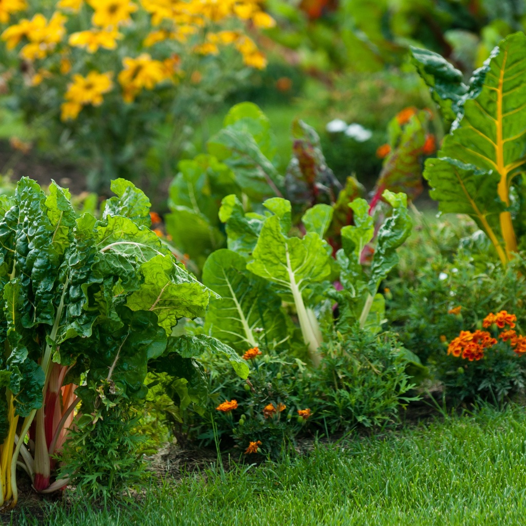 Vegie Mix Garden Soil from Daisy's Garden Supplies